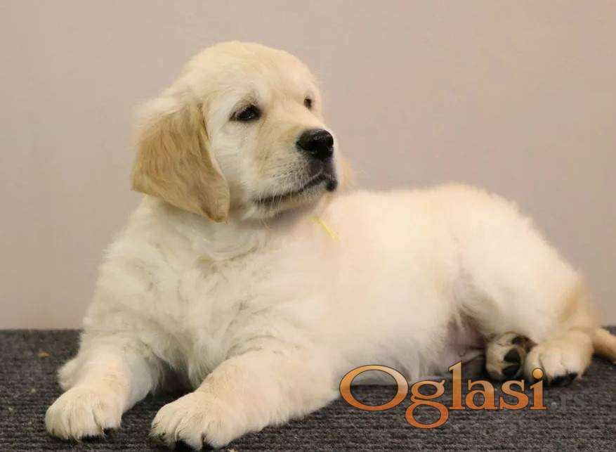 Zlatni retriver i Labrador štenci (03-2908080) - Oglasi.rs