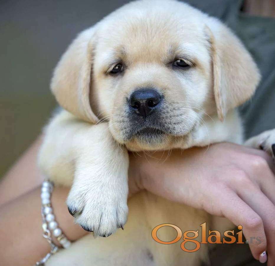 Zlatni retriver i Labrador štenci (03-2908080) - Oglasi.rs