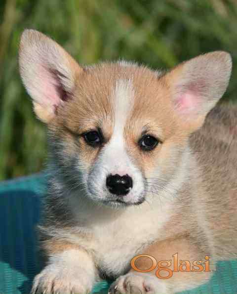 Velški korgi Welsh Corgi Pembroke (03-3674035) - Oglasi.rs
